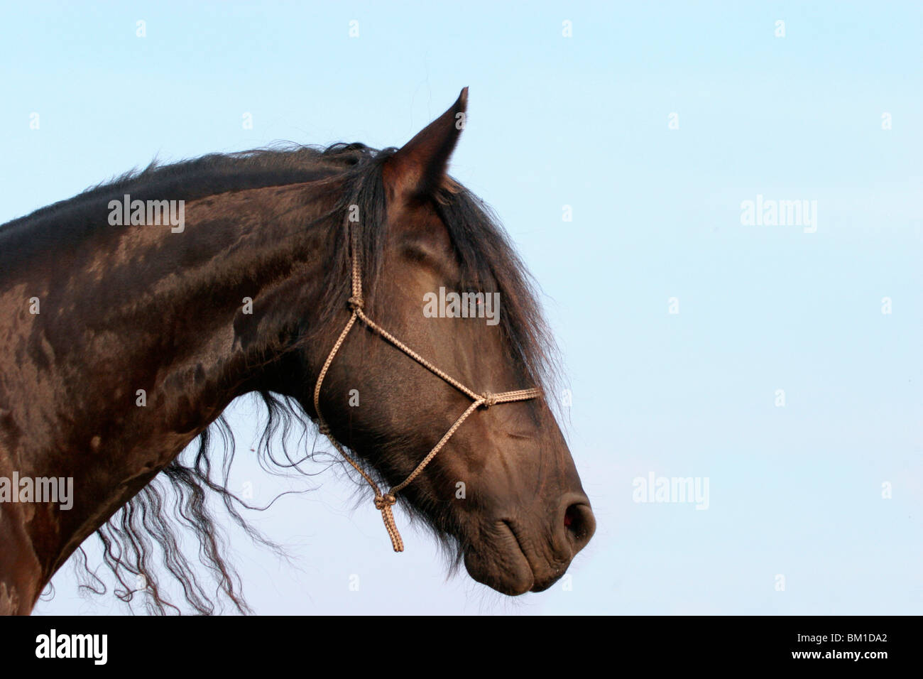 Friesen friesian hi-res stock photography and images - Alamy