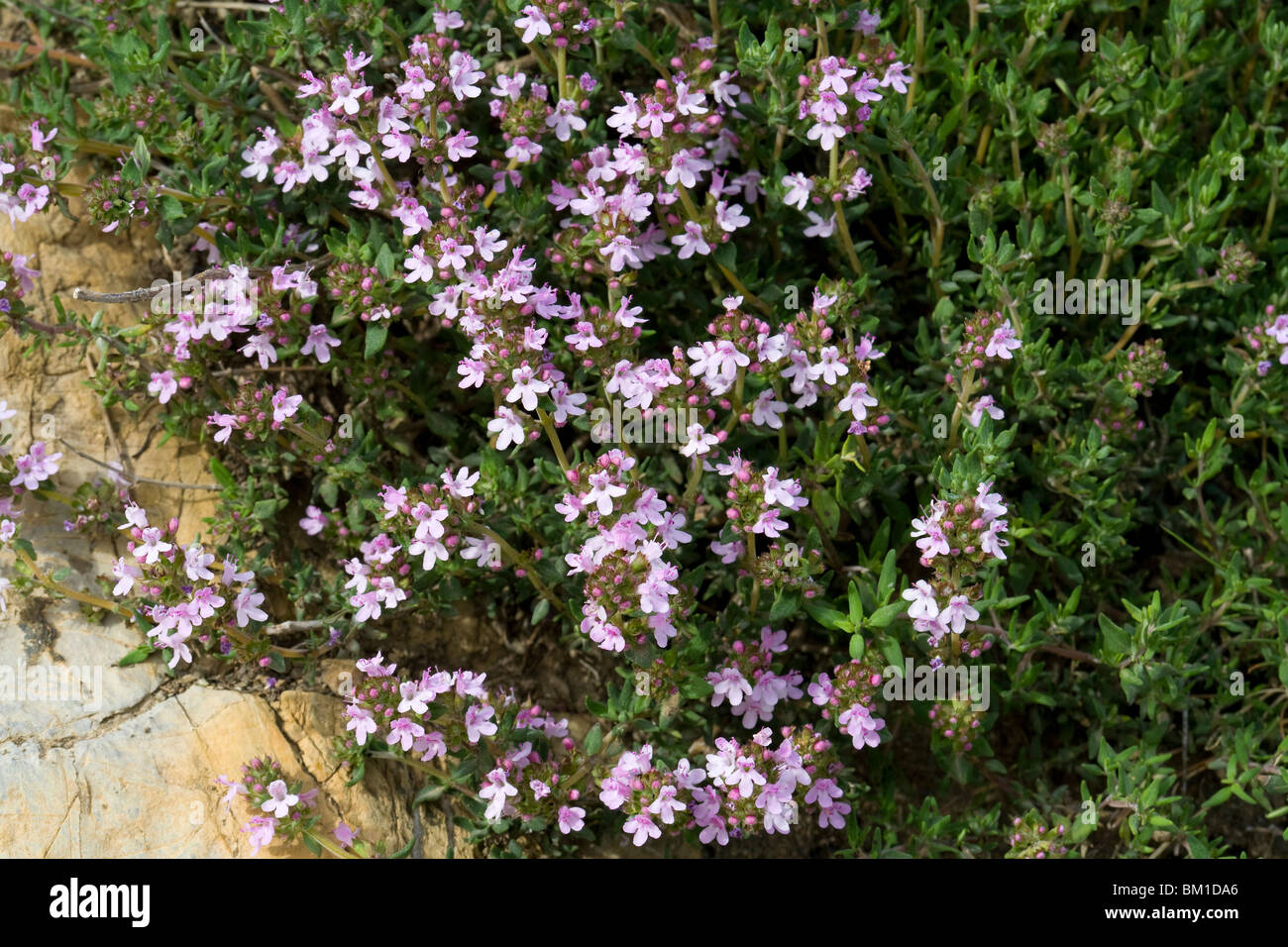 Thyme thymus sp hi-res stock photography and images - Alamy