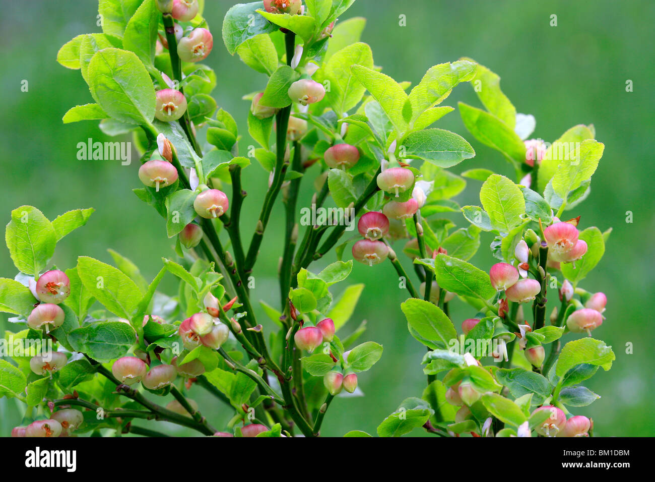Vaccinium myrtillus, blueberry, flowers Stock Photo - Alamy
