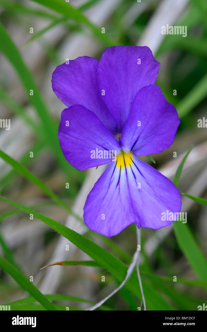 Calcarata hi-res stock photography and images - Alamy