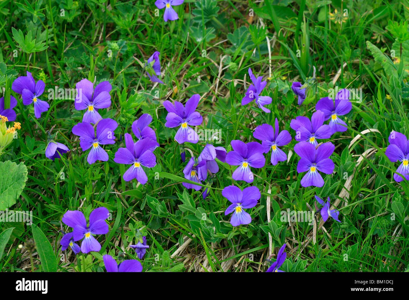 Calcarata hi-res stock photography and images - Alamy