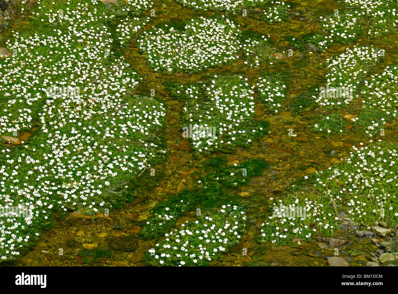 Ranunculus fluitans, River water crowfoot Stock Photo - Alamy