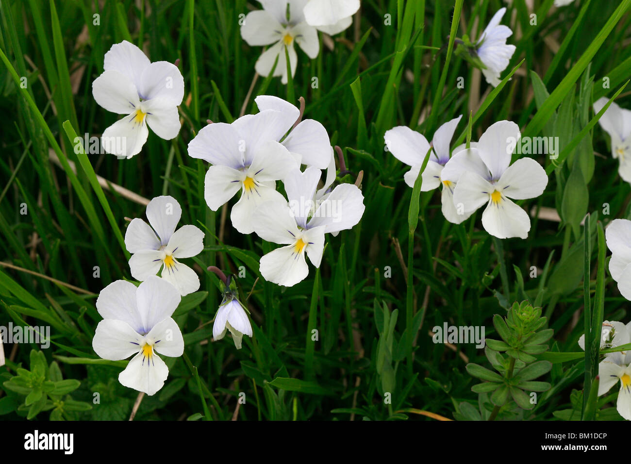 Calcarata hi-res stock photography and images - Alamy