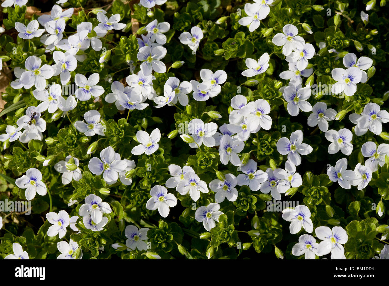 Veronica sp hi-res stock photography and images - Alamy
