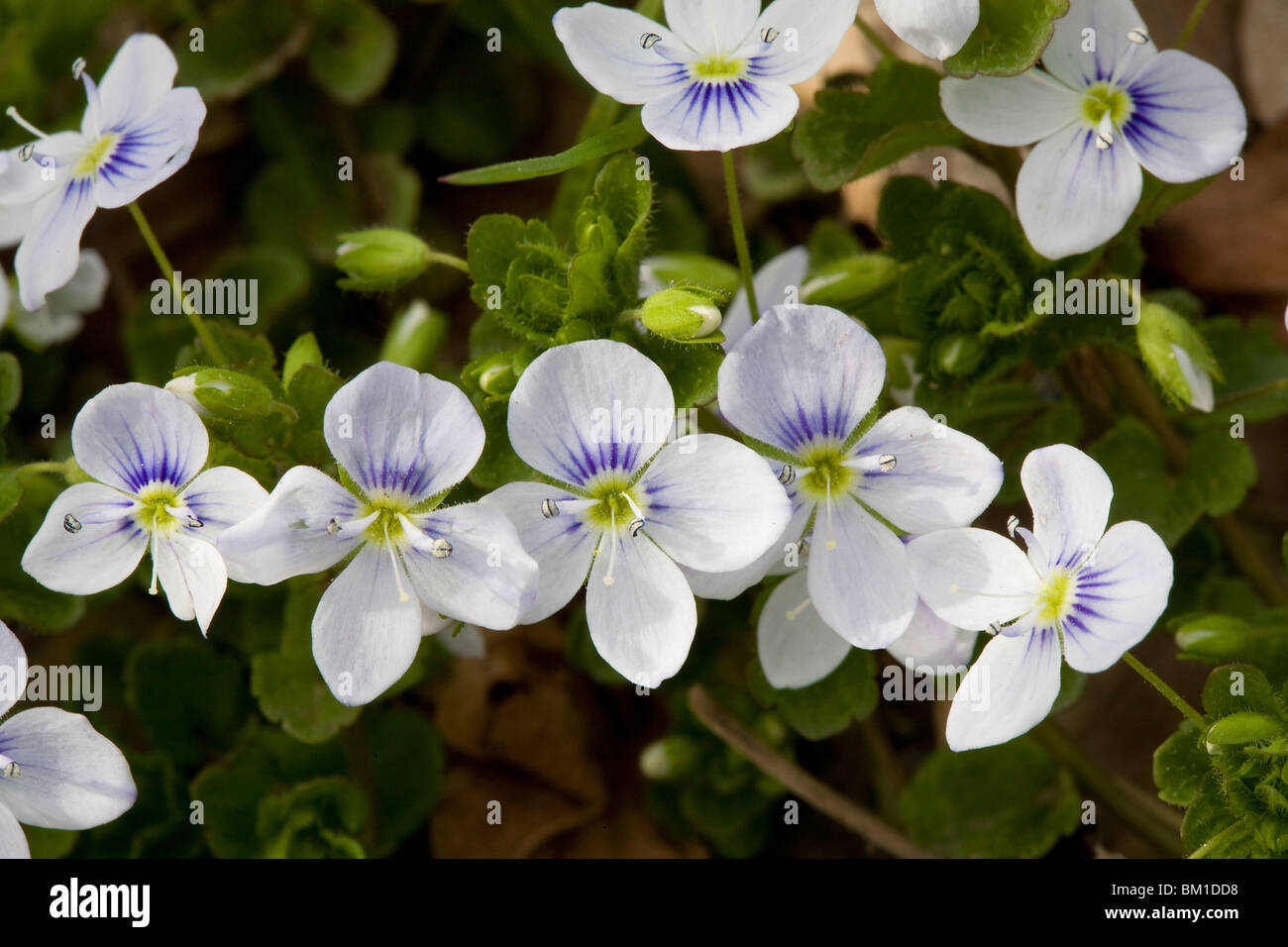 Veronica sp hi-res stock photography and images - Alamy