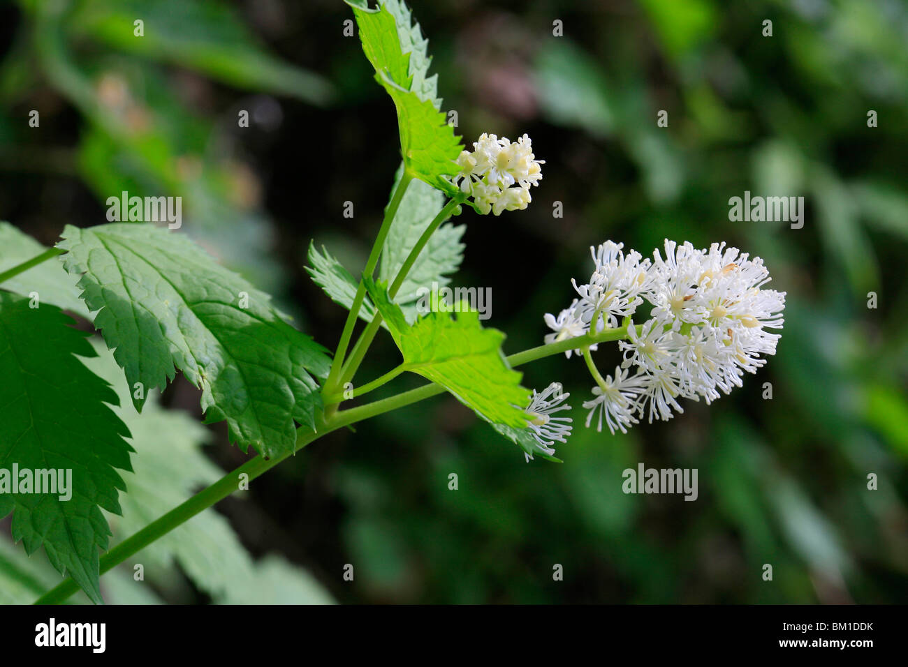 Christopher herb hi-res stock photography and images - Alamy