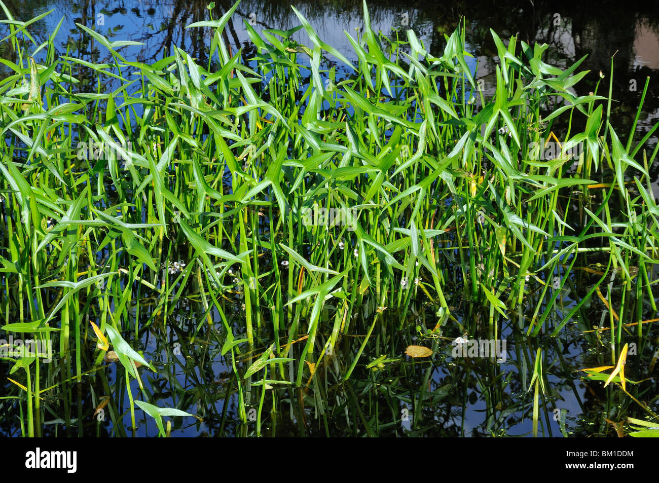 Sagittaria sagittifolia hi-res stock photography and images - Alamy