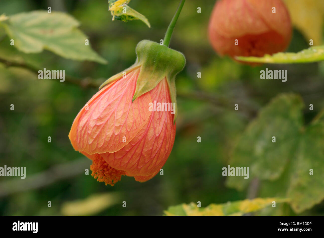 Abutilon striatum thompsonii hi-res stock photography and images - Alamy