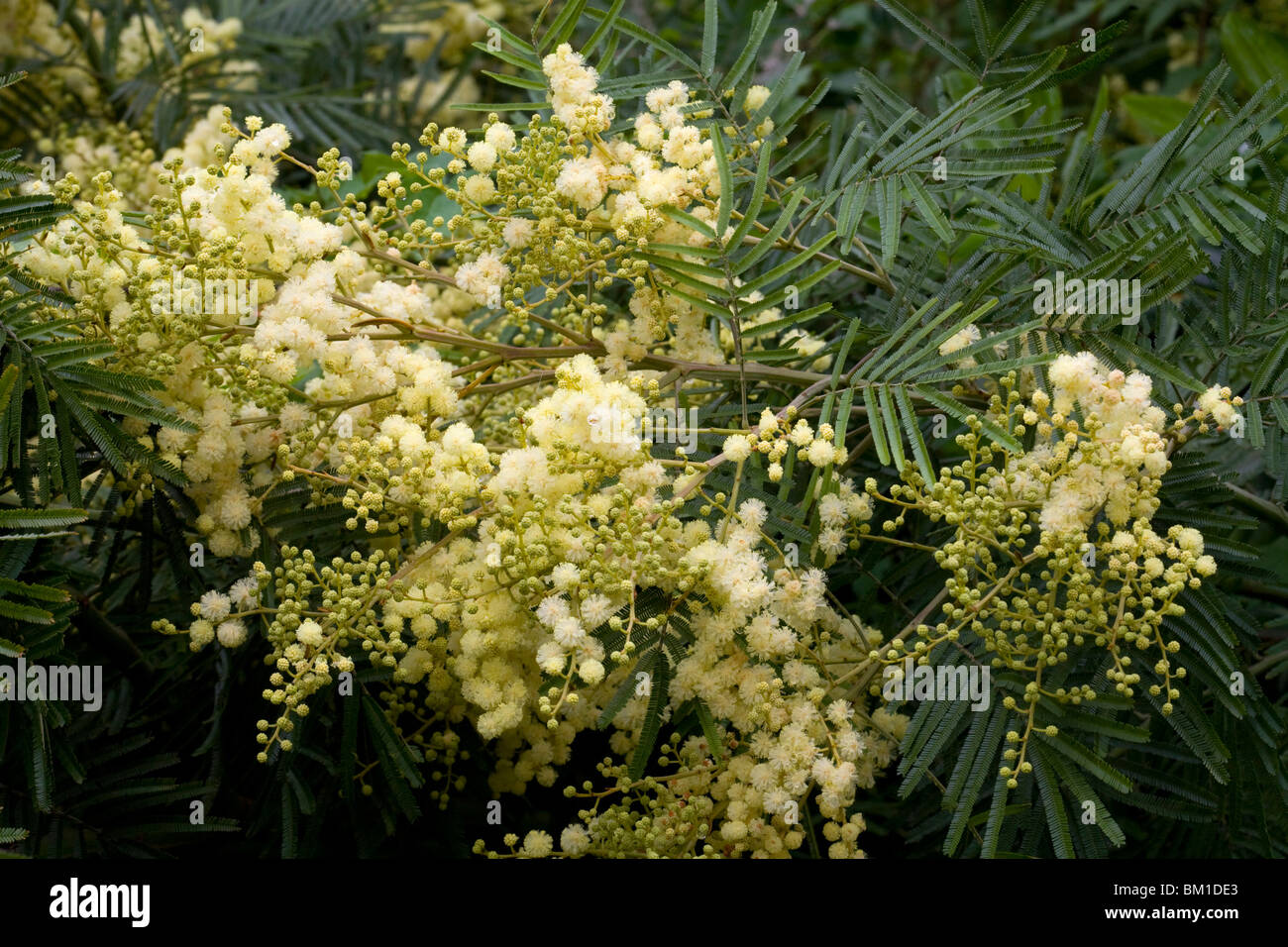 Acacia sp., wattle, mimosa Stock Photo - Alamy