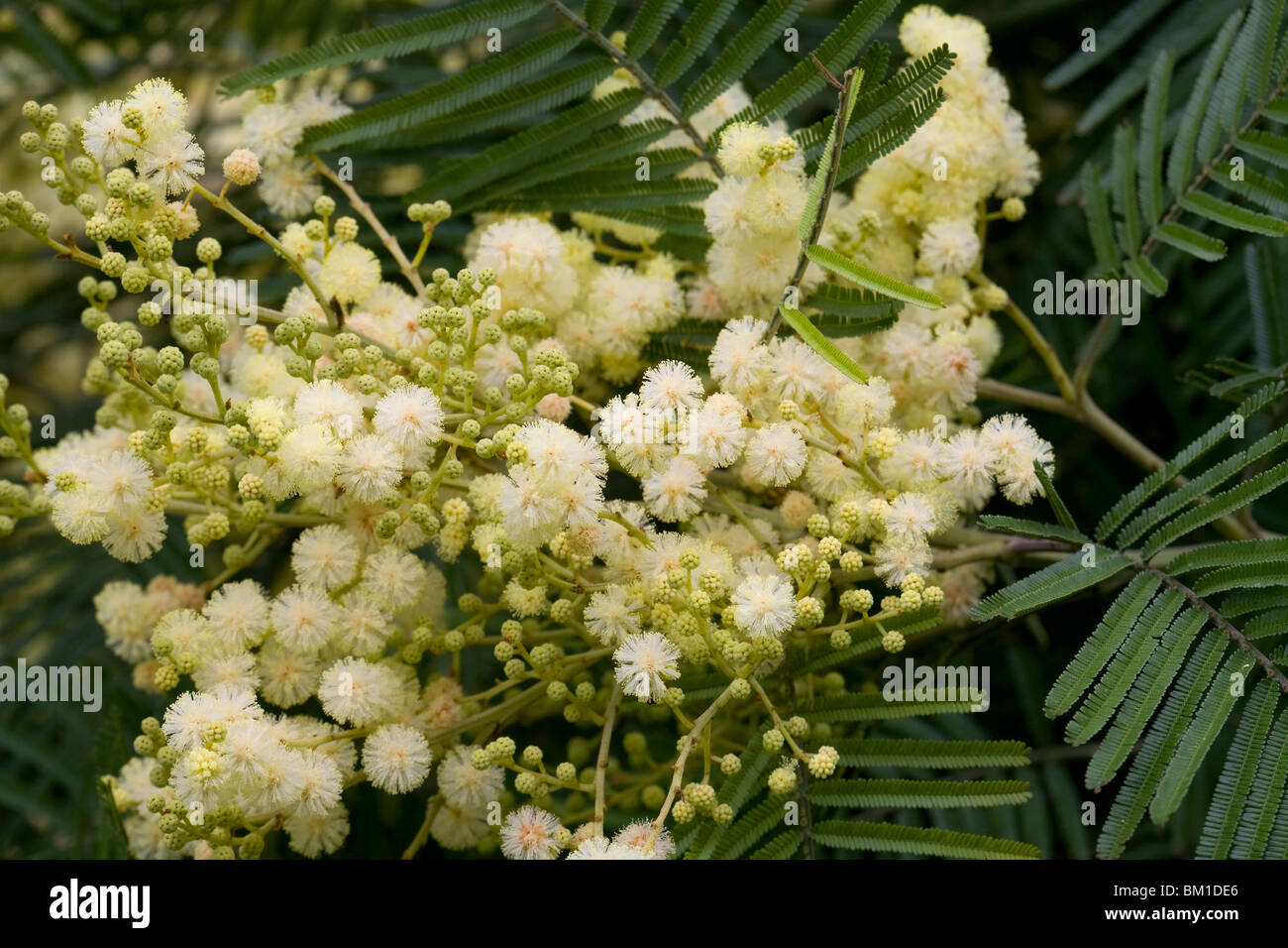 Acacia sp., wattle, mimosa Stock Photo - Alamy