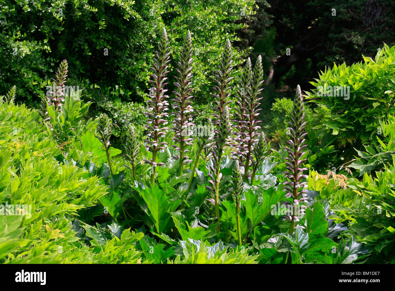 Acanthus mollis, bear's breeches, acanto Stock Photo - Alamy