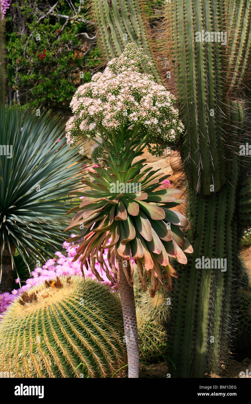 Aeonium, hybrid, inflorescence Stock Photo - Alamy