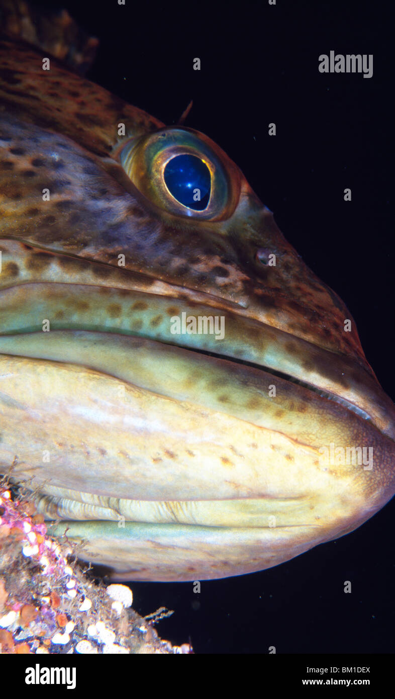 Ophiodon elongatus hi-res stock photography and images - Alamy