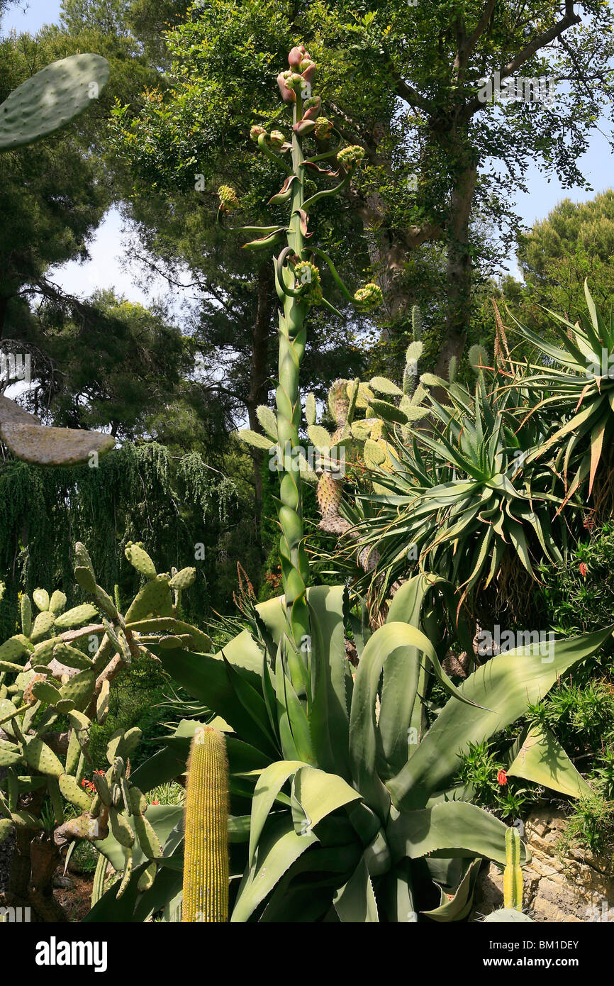 Agave americana plant hi-res stock photography and images - Alamy