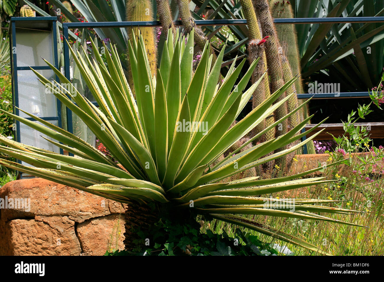 Agave angustifolia "Marginata Stock Photo - Alamy