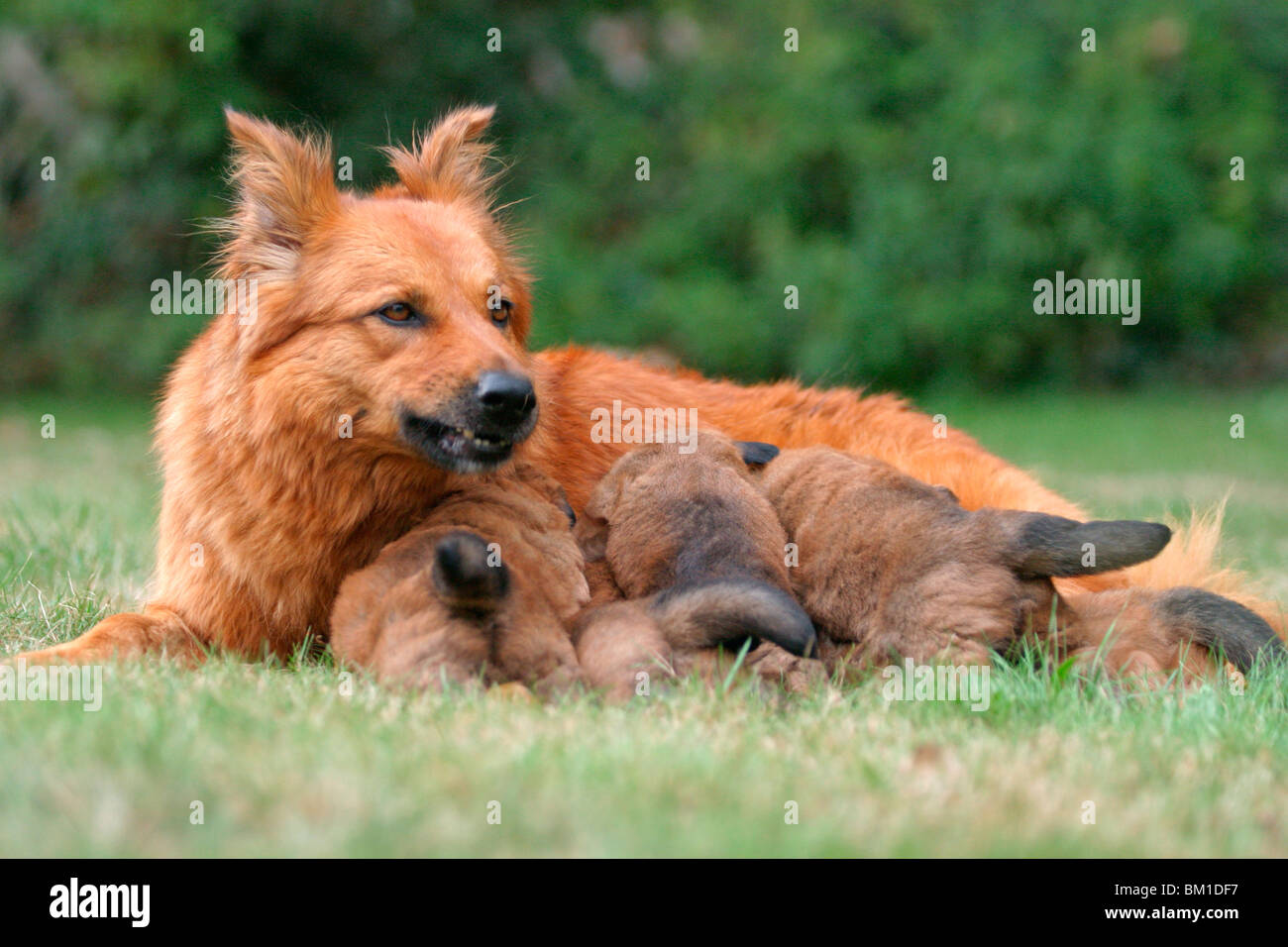 Dog harzer fuchs puppy hi-res stock photography and images - Alamy