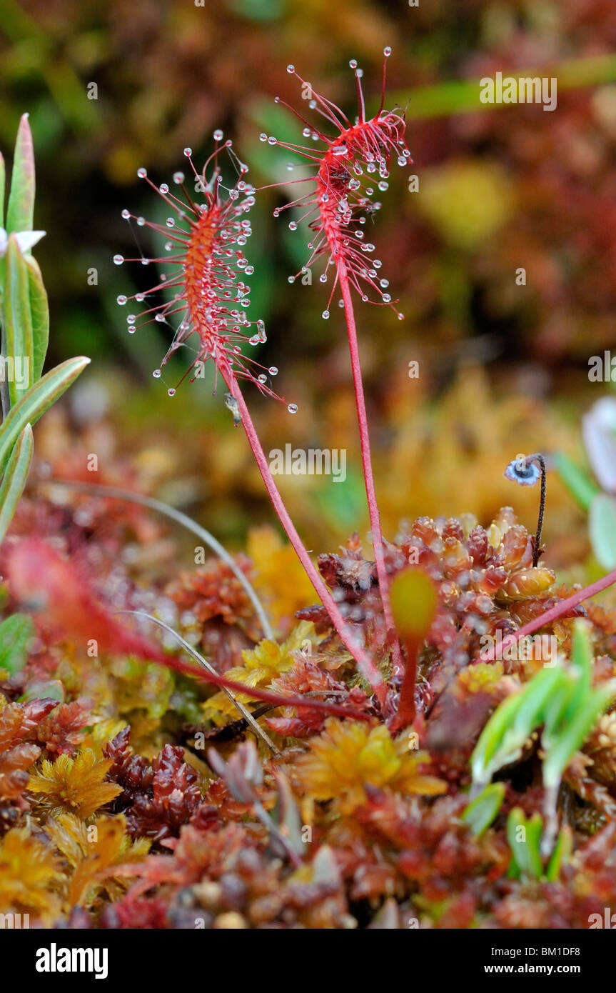Drosera anglica, English sundew or Great sundew Stock Photo - Alamy