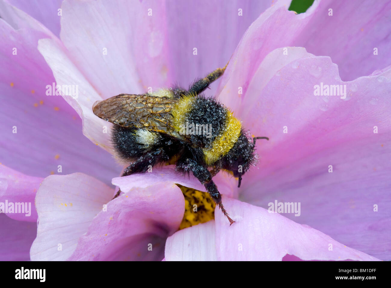 Humble bee hi-res stock photography and images - Alamy