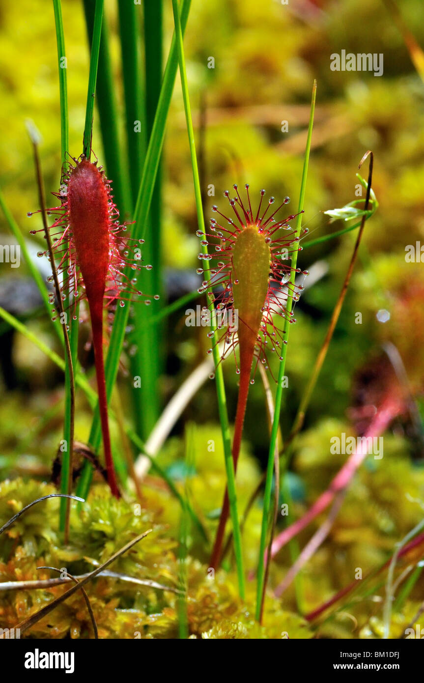 Drosera anglica, English sundew or Great sundew Stock Photo - Alamy