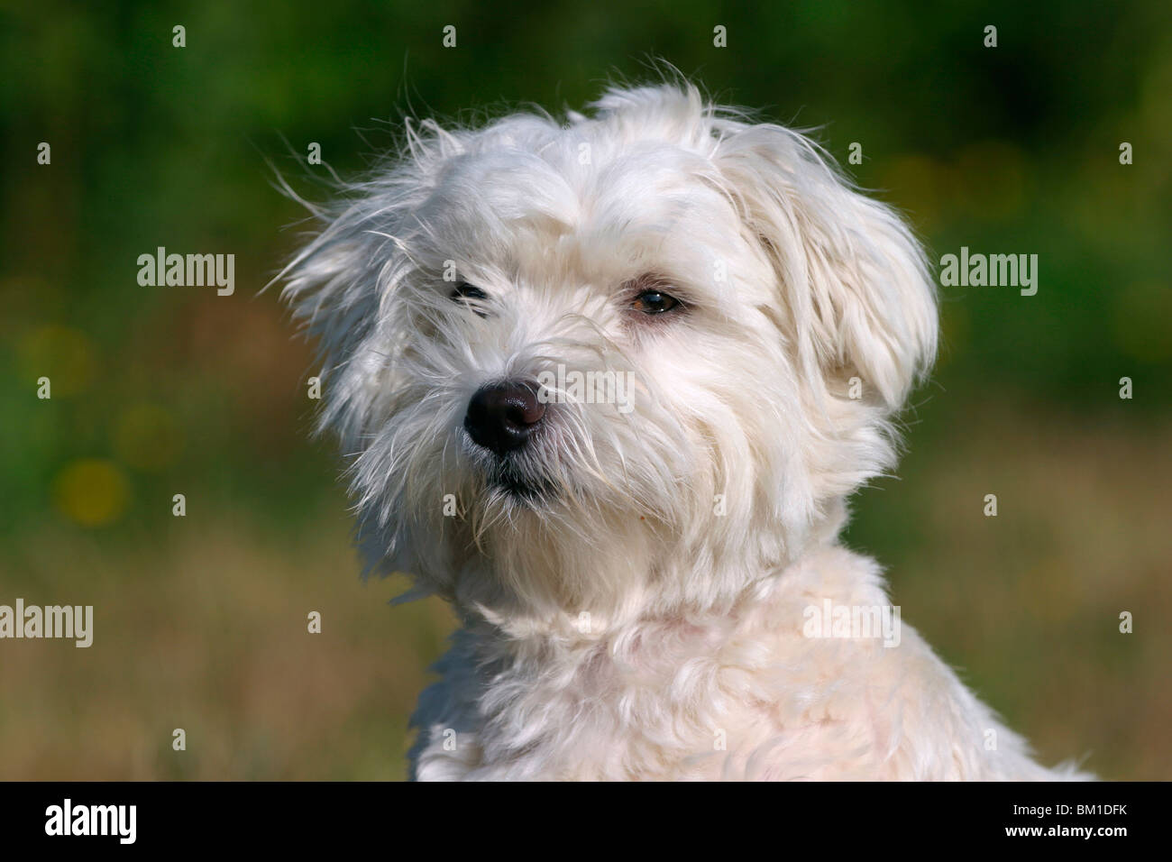 Malteser / Maltese Portrait Stock Photo - Alamy