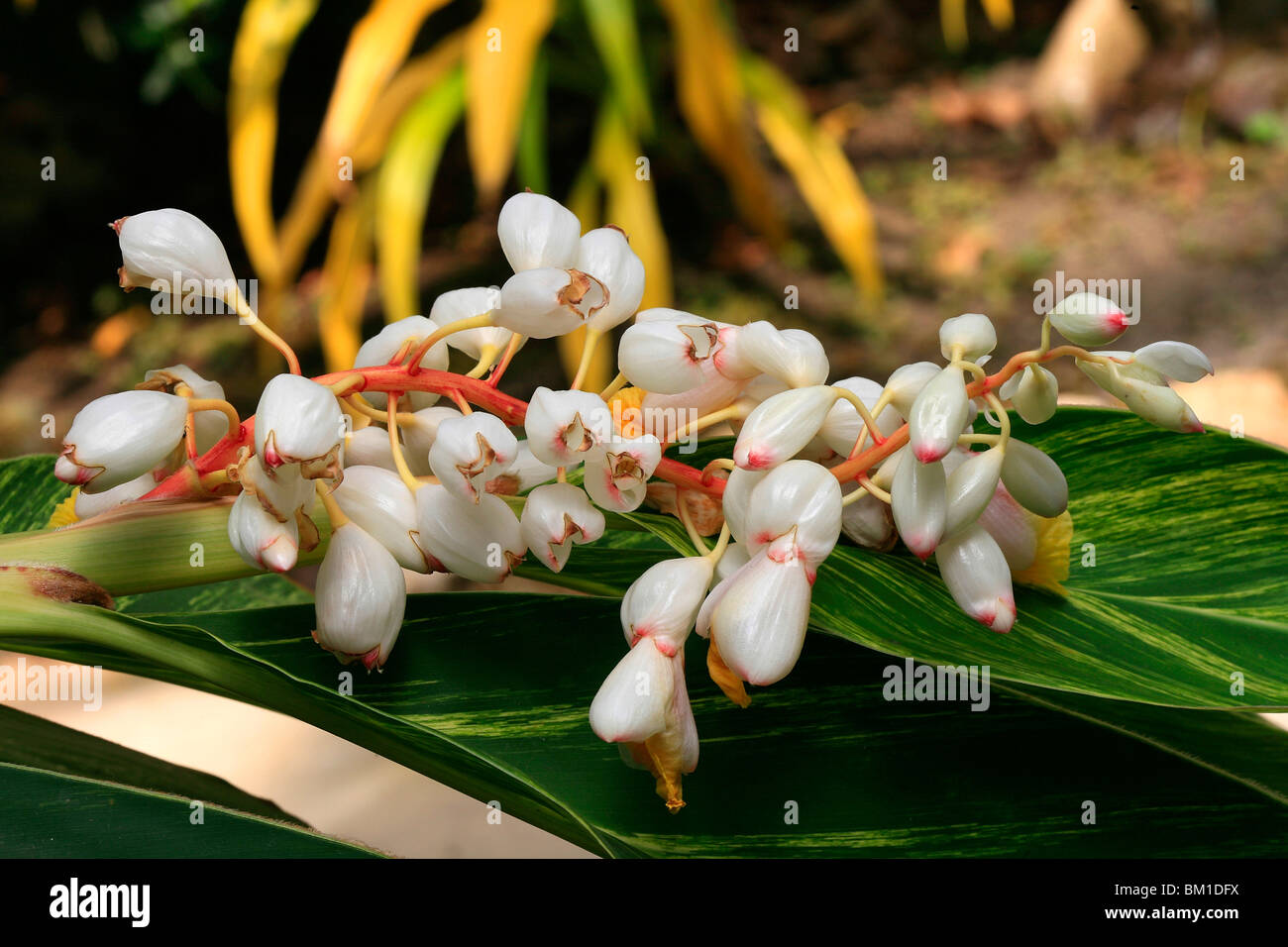 Alpinia zerumbet "Variegata Stock Photo - Alamy