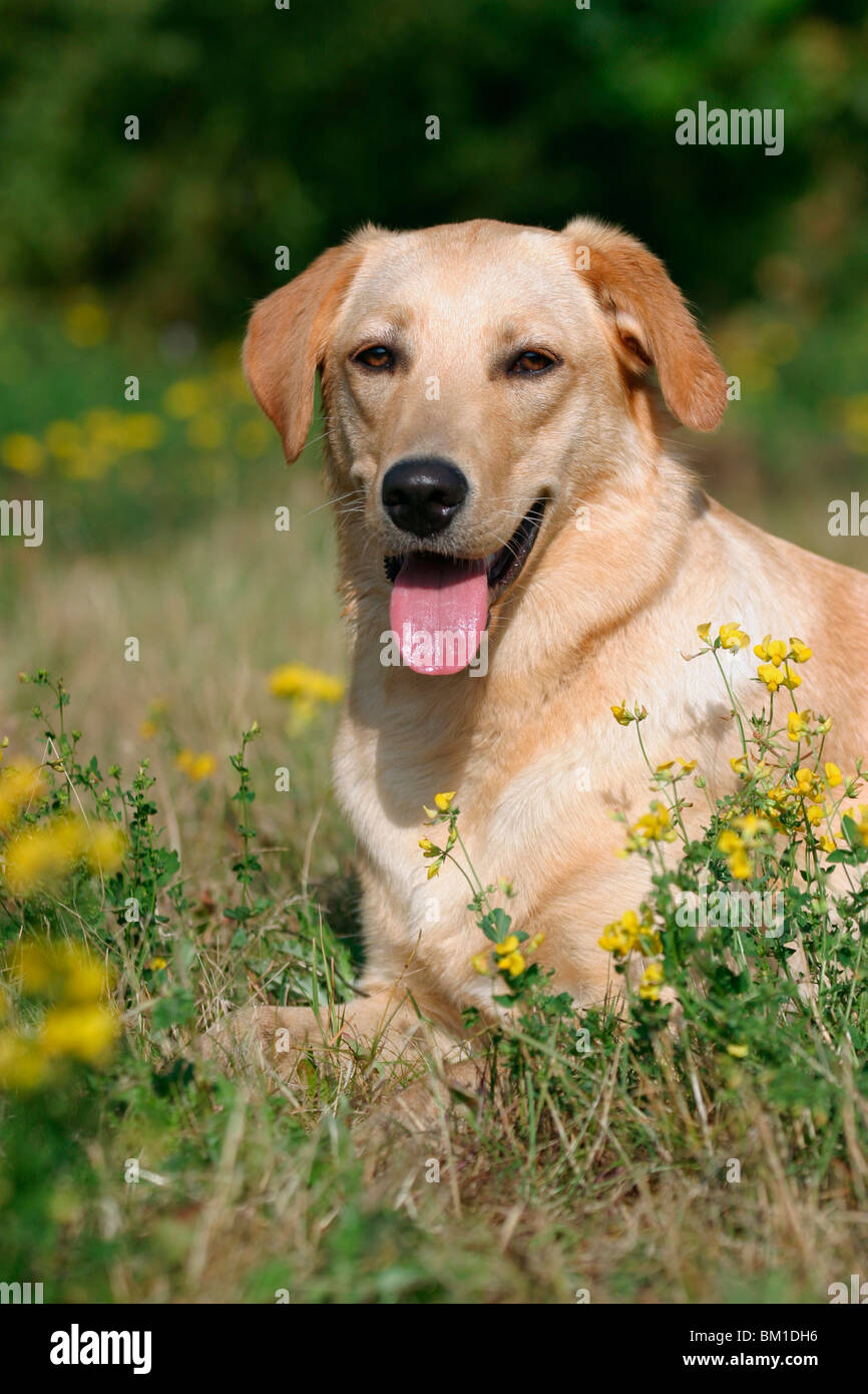 Labrador Mischling / Labrador Mongrel Stock Photo - Alamy