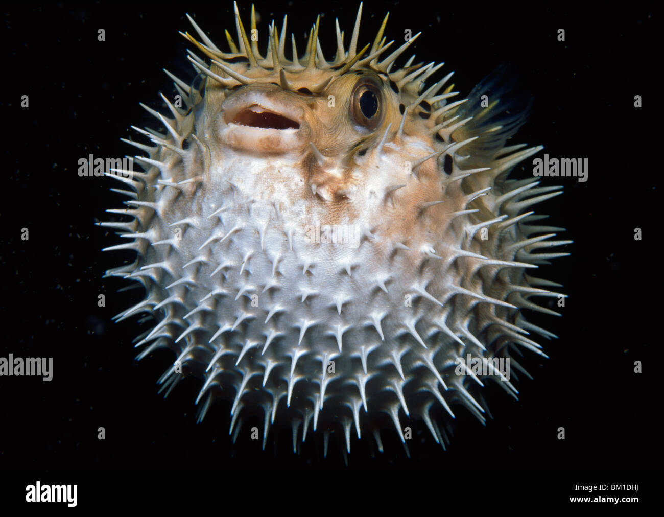 Balloonfish hi-res stock photography and images - Alamy