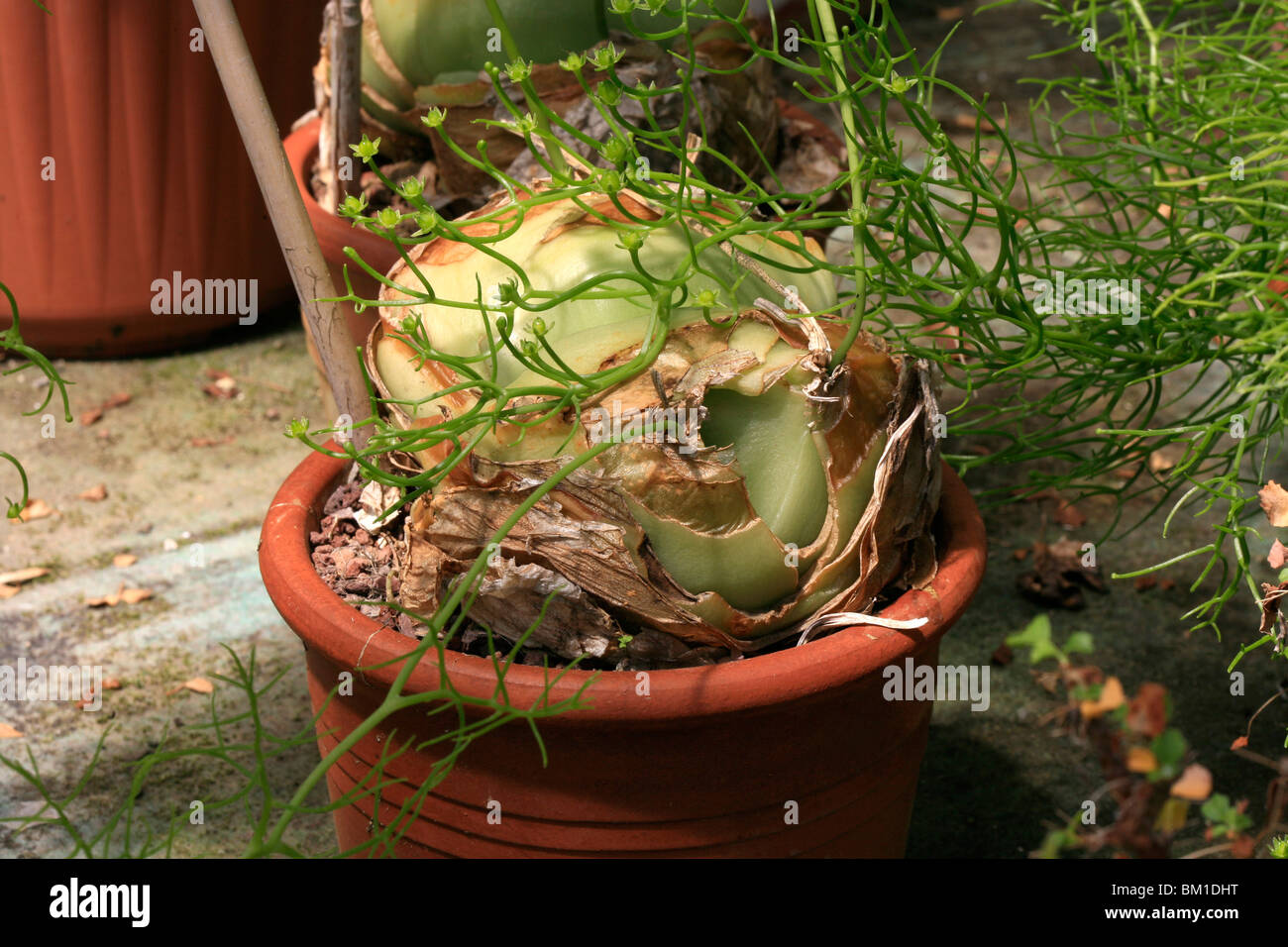 Bowiea volubilis hi-res stock photography and images - Alamy