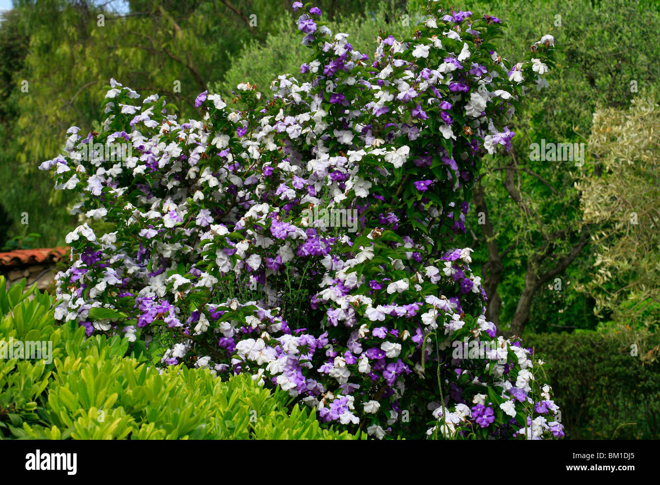 Yesterday Today And Tomorrow Bush Brunfelsia Floribunda