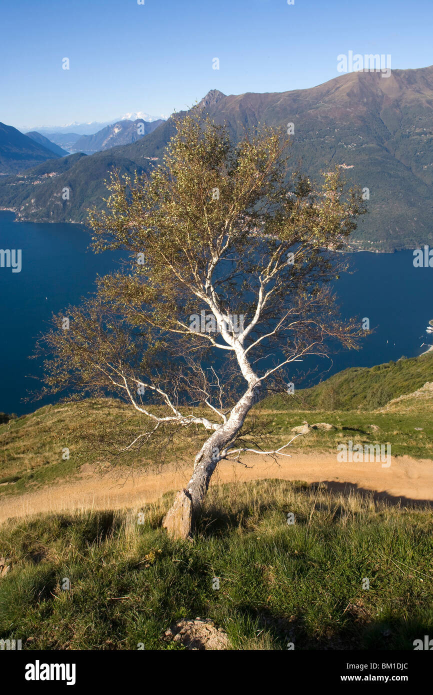 Betula alba, silver birch in autumn Stock Photo - Alamy