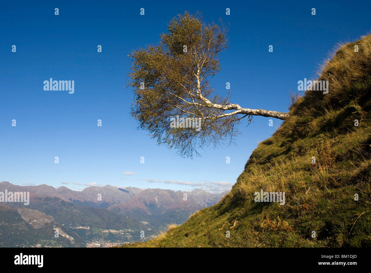 The tree betula alba hi-res stock photography and images - Alamy