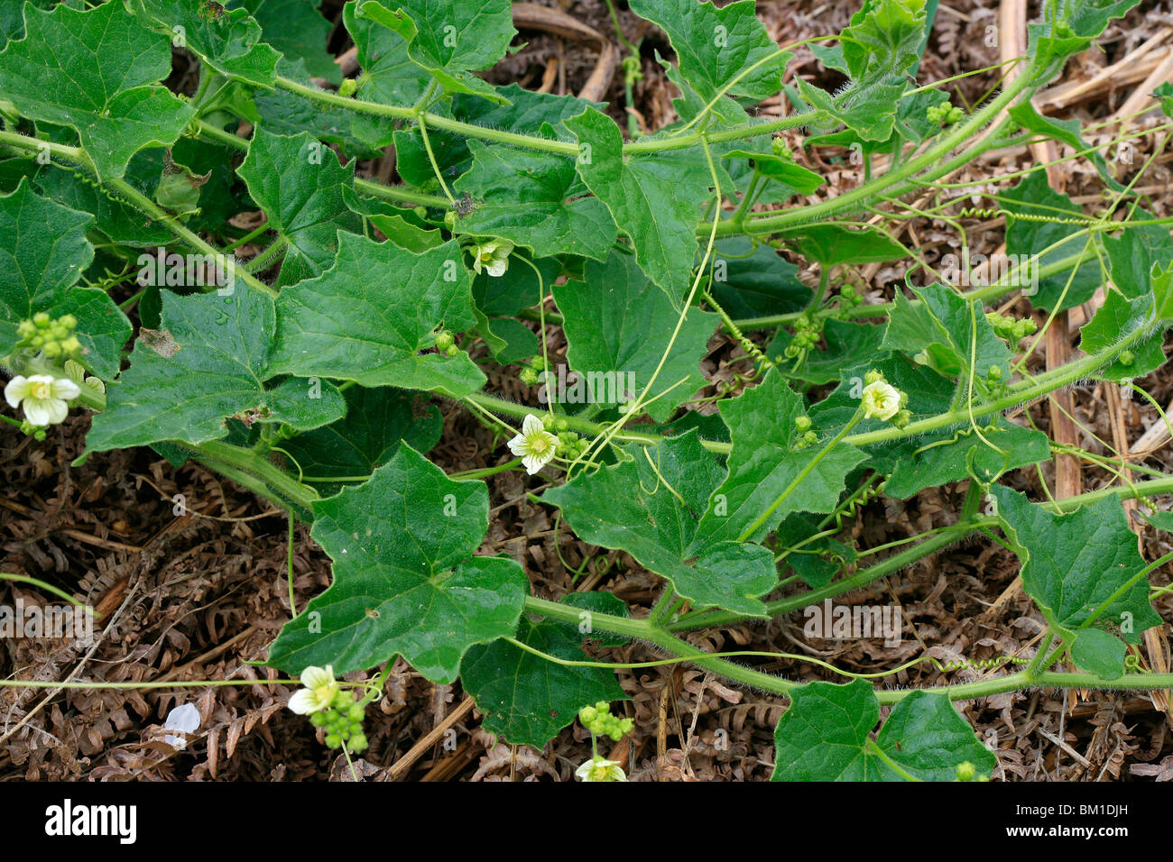 Bryonia dioica, red bryony, vite bianca Stock Photo - Alamy
