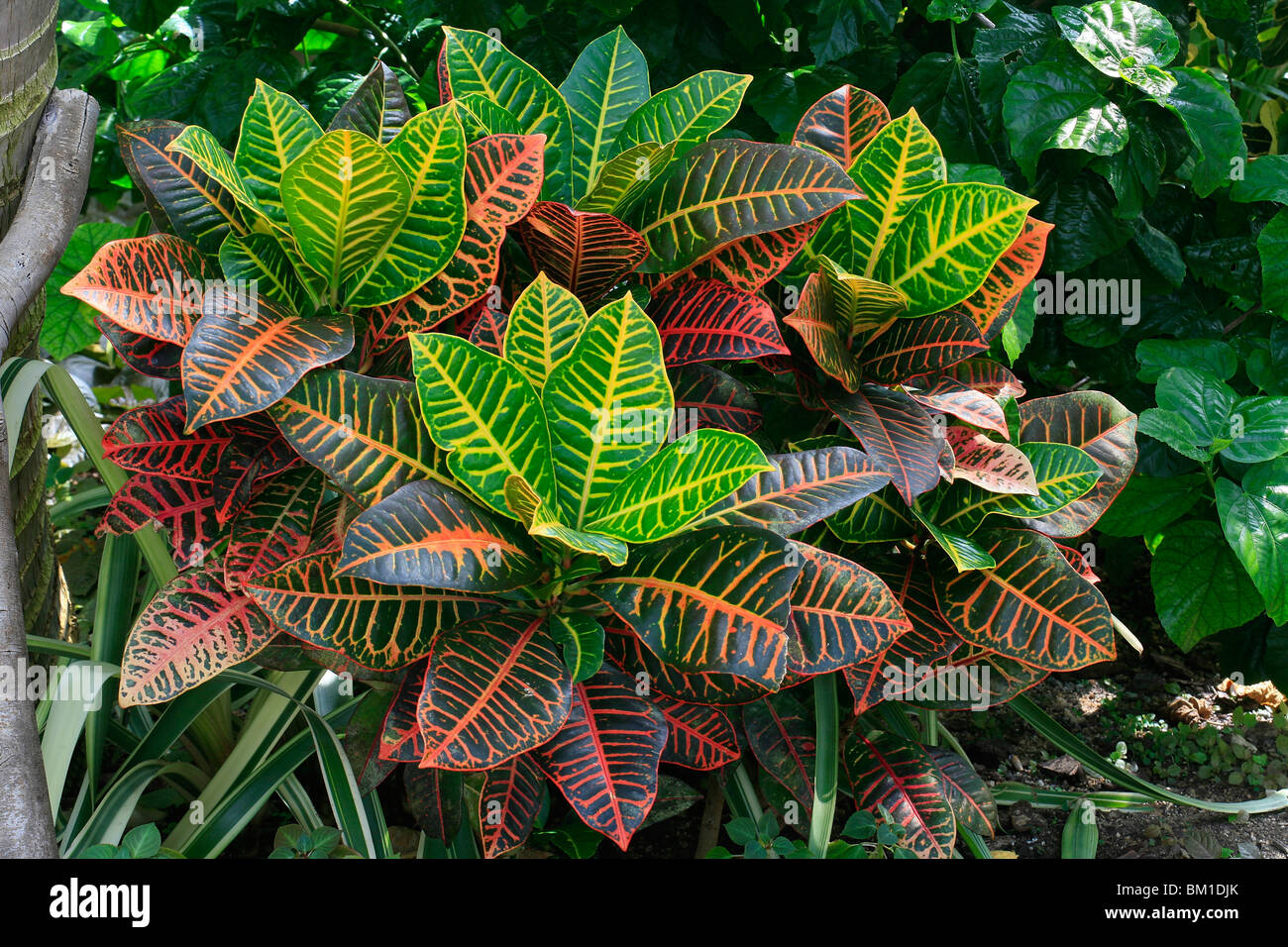 Codiaeum variegatum, croton Stock Photo - Alamy