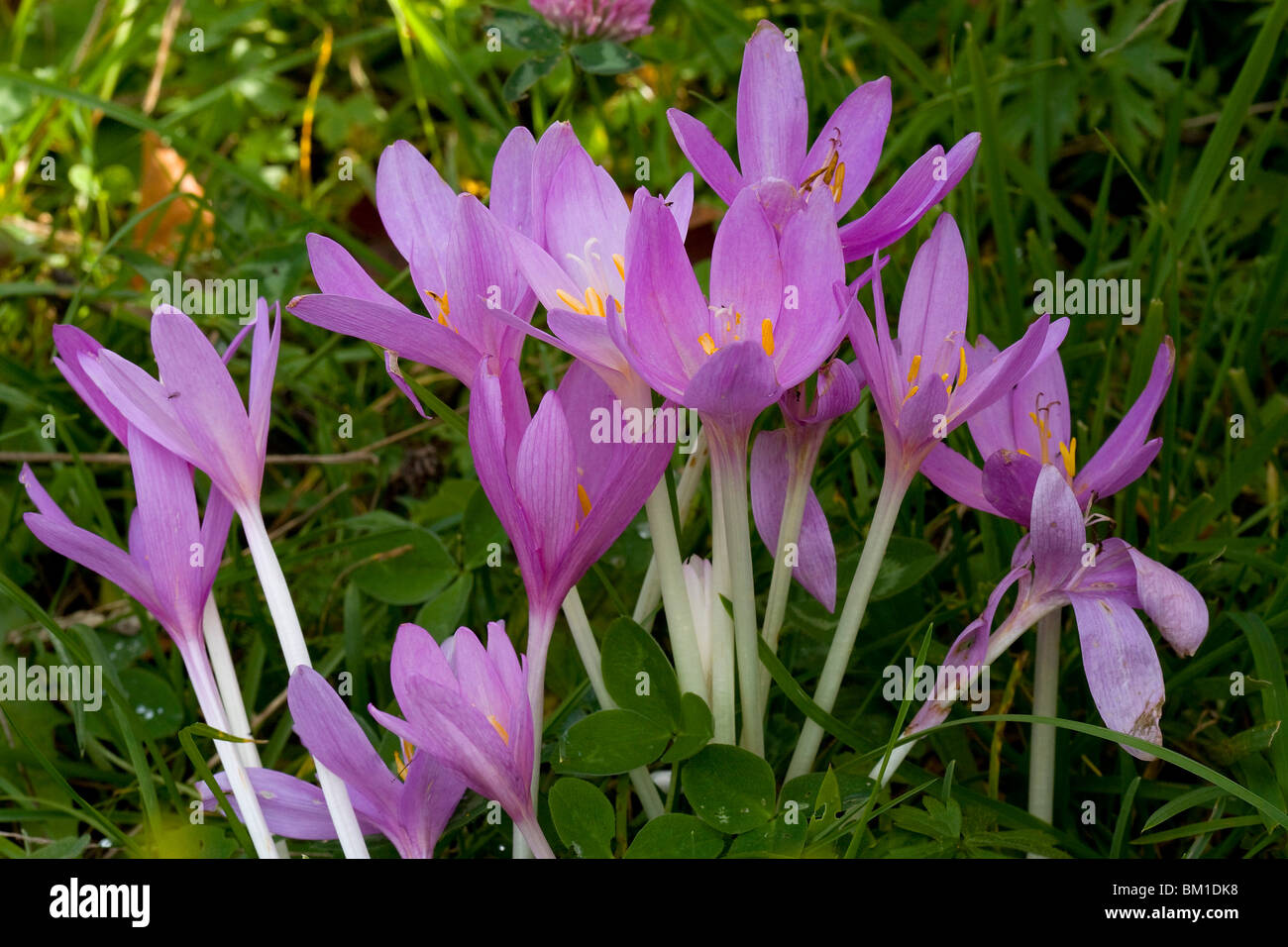 Colchico hi-res stock photography and images - Alamy