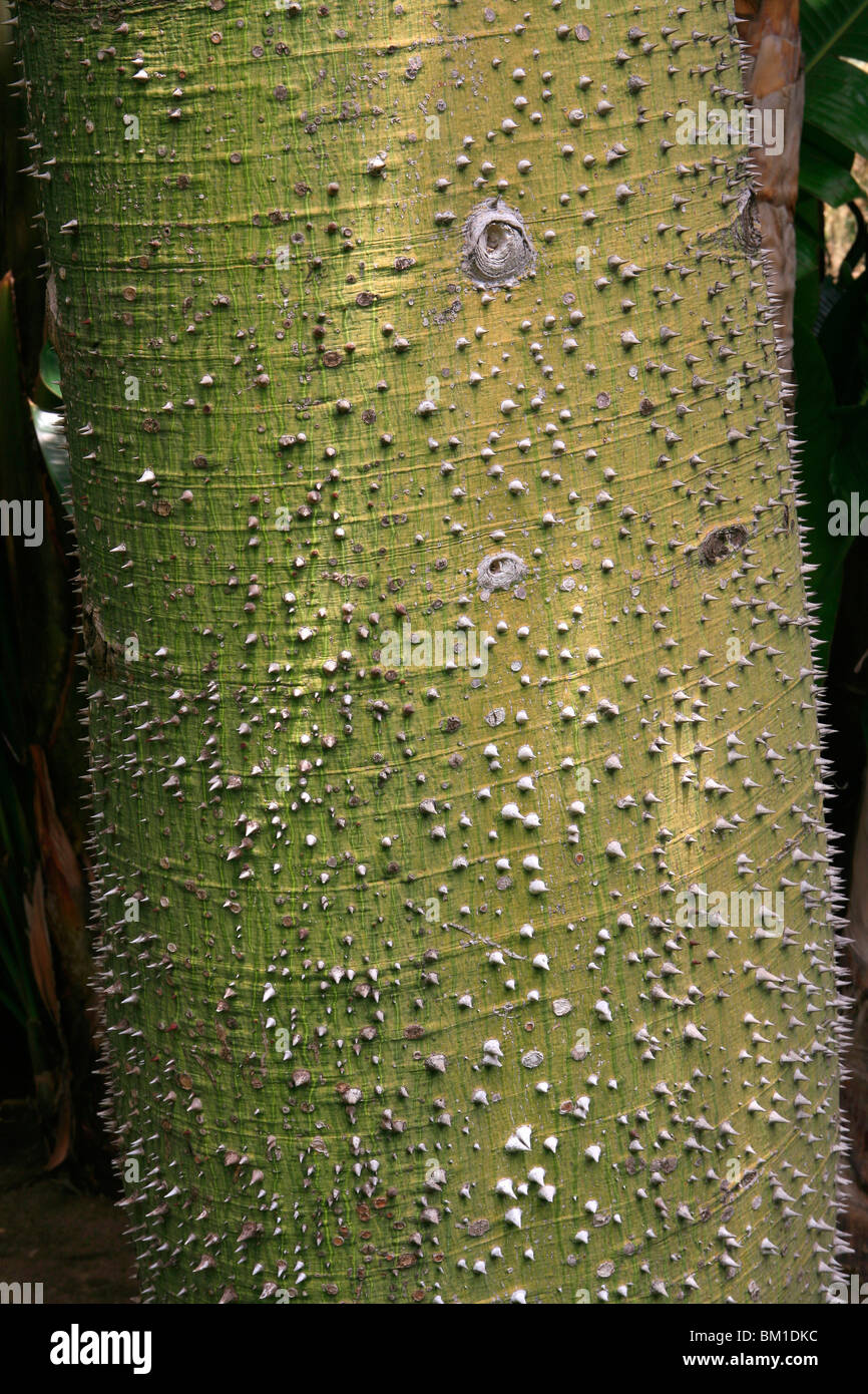 Chorisia Insignis Tree Stock Photos & Chorisia Insignis Tree Stock ...