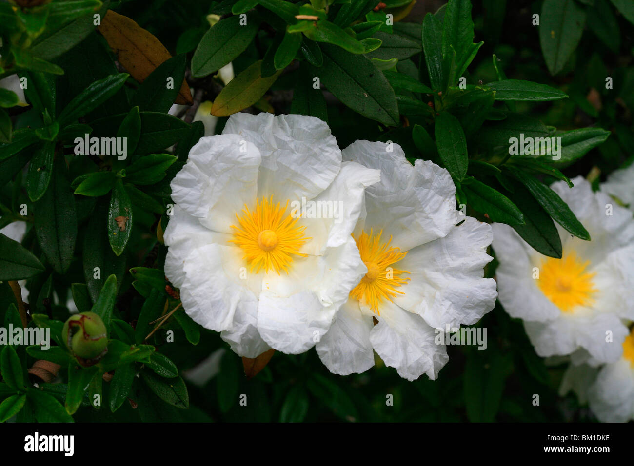 Cistus sp hi-res stock photography and images - Alamy