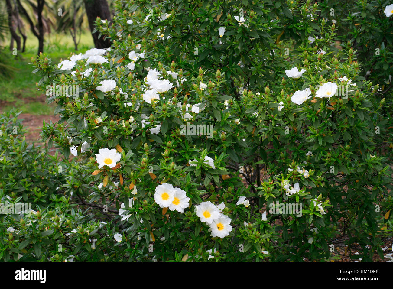 Cistus sp., rock rose, cisto Stock Photo - Alamy