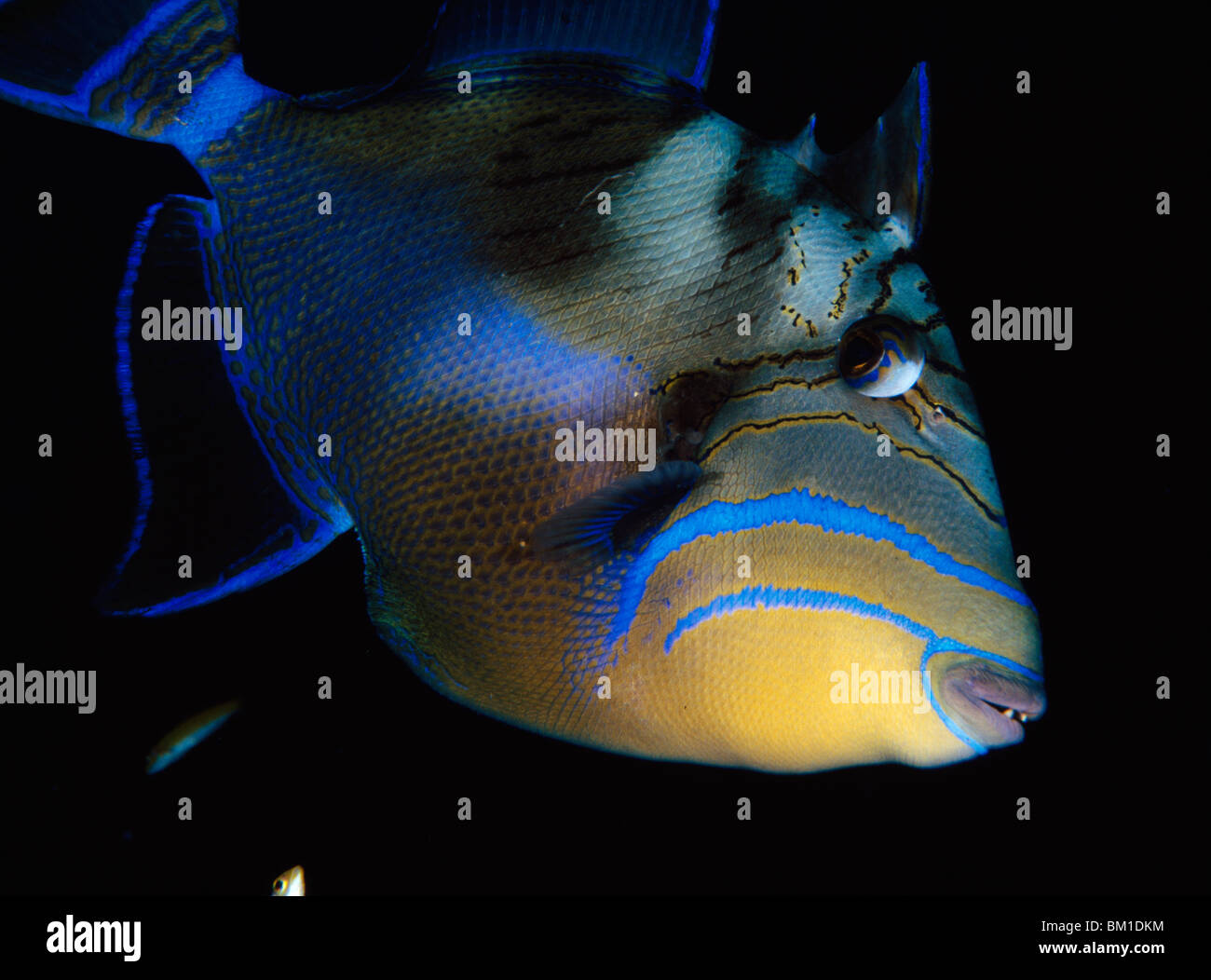 Queen triggerfish hi-res stock photography and images - Alamy