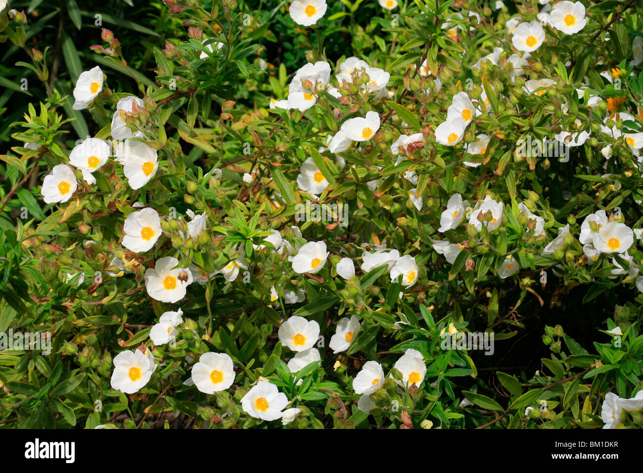 Cistus x hybridus, rock rose Stock Photo - Alamy