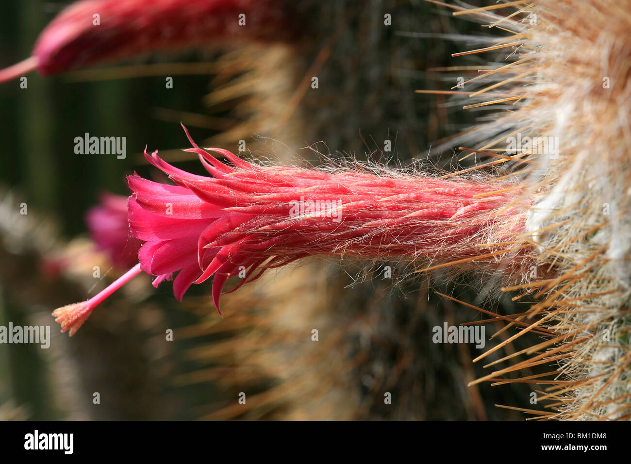 Cleistocactus sp., flower, cactus Stock Photo - Alamy