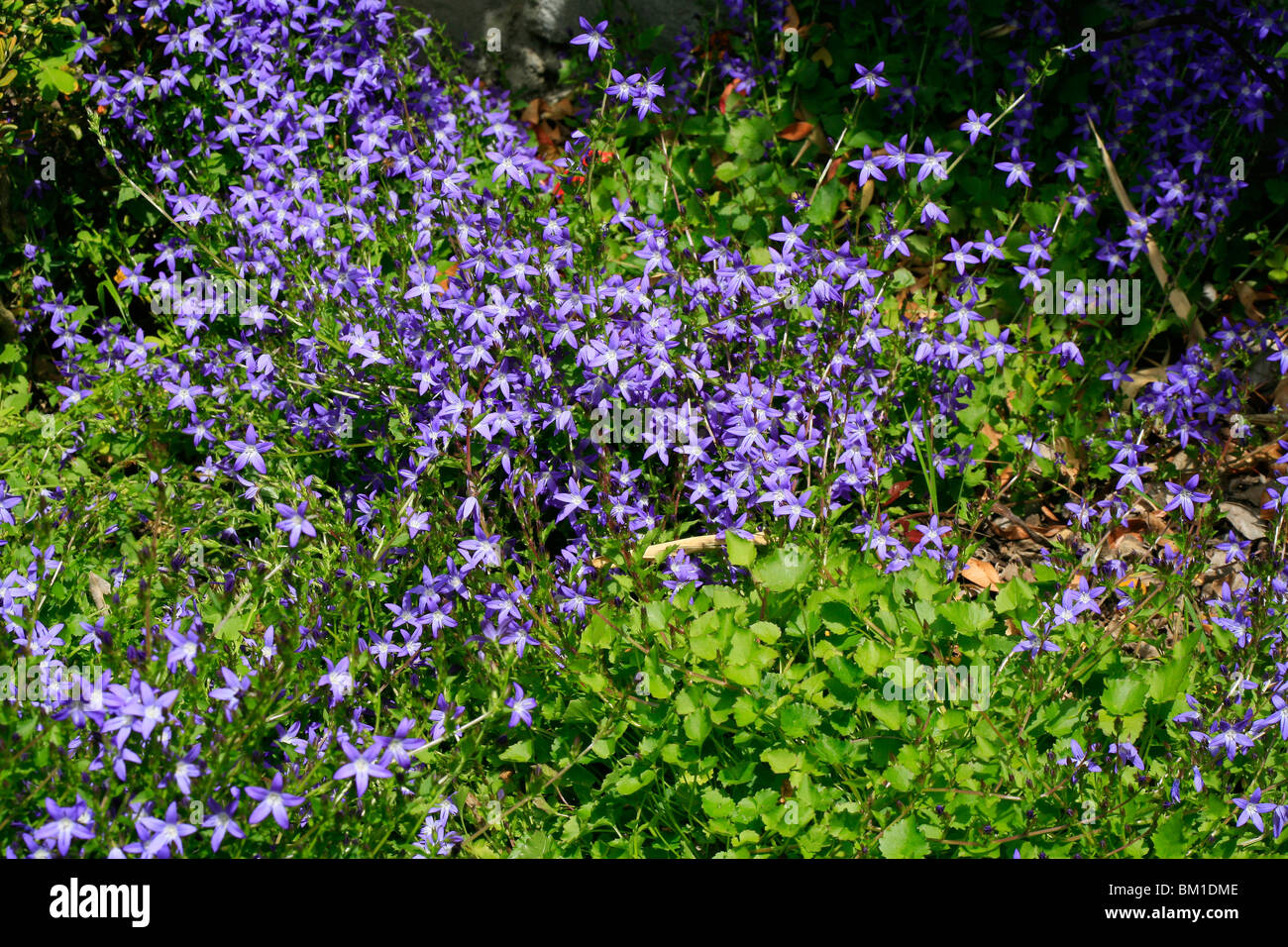 Campanula poscharskyana, trailing bellflower Stock Photo - Alamy