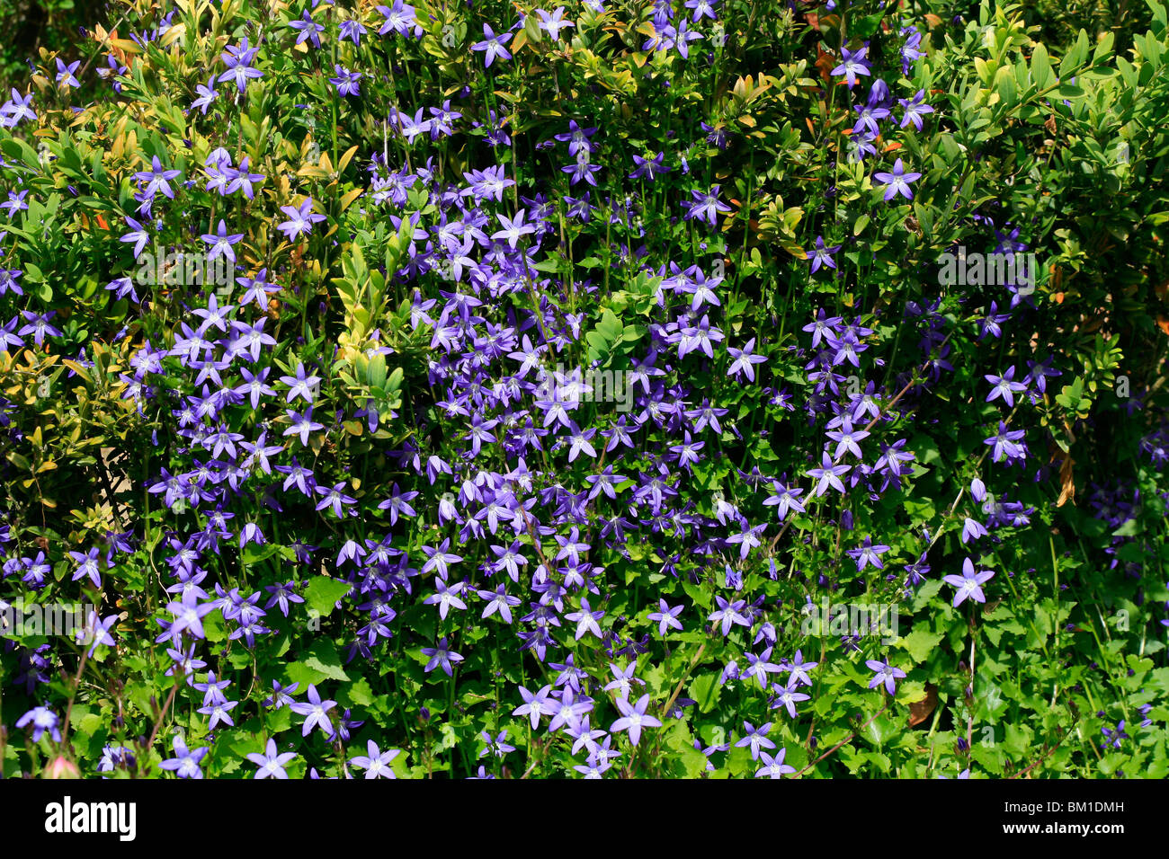 Trailing bellflower campanula poscharskyana hi-res stock photography ...