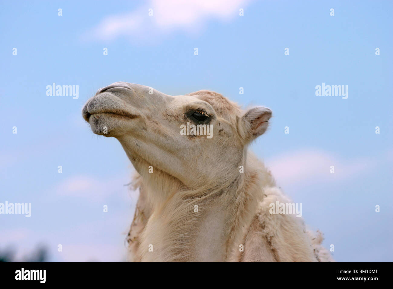 Dromedarys hi-res stock photography and images - Alamy