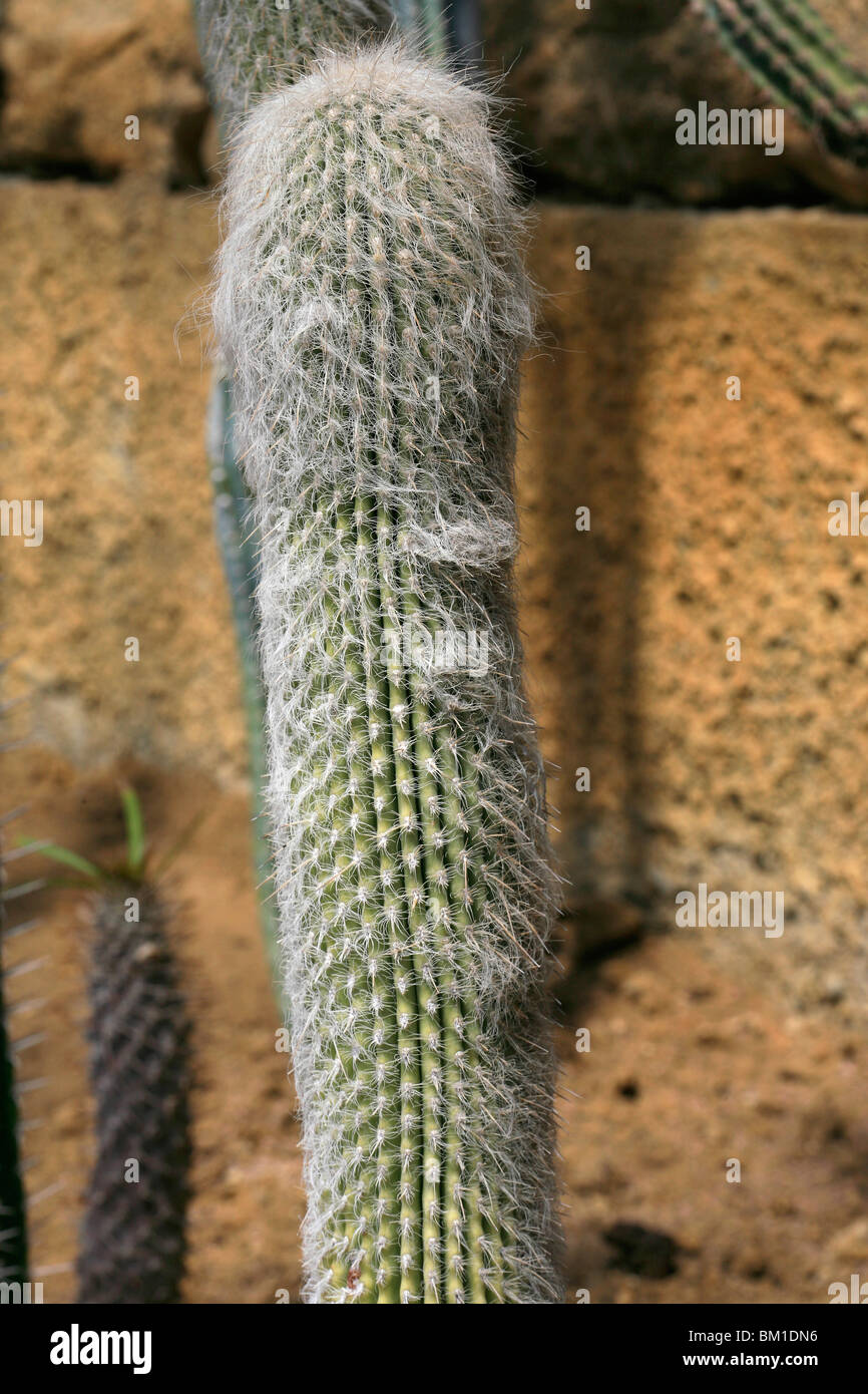 Cephalocereus senilis, cactus Stock Photo - Alamy