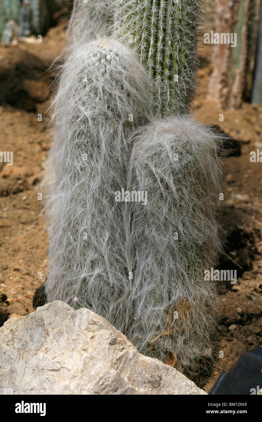 Cephalocereus senilis, cactus Stock Photo - Alamy