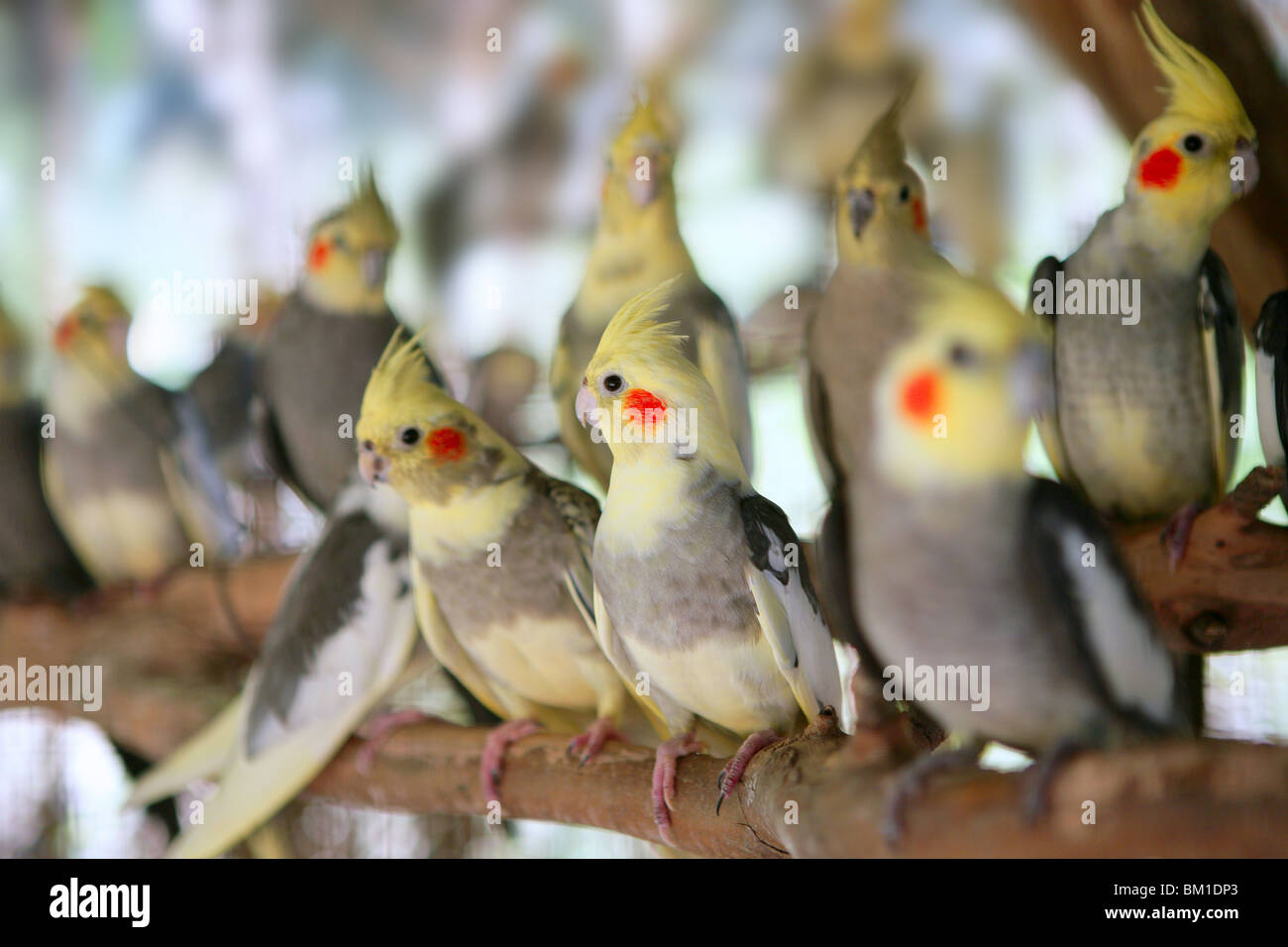 Calopsitta, Nymphicus hollandicus little parrot Stock Photo - Alamy