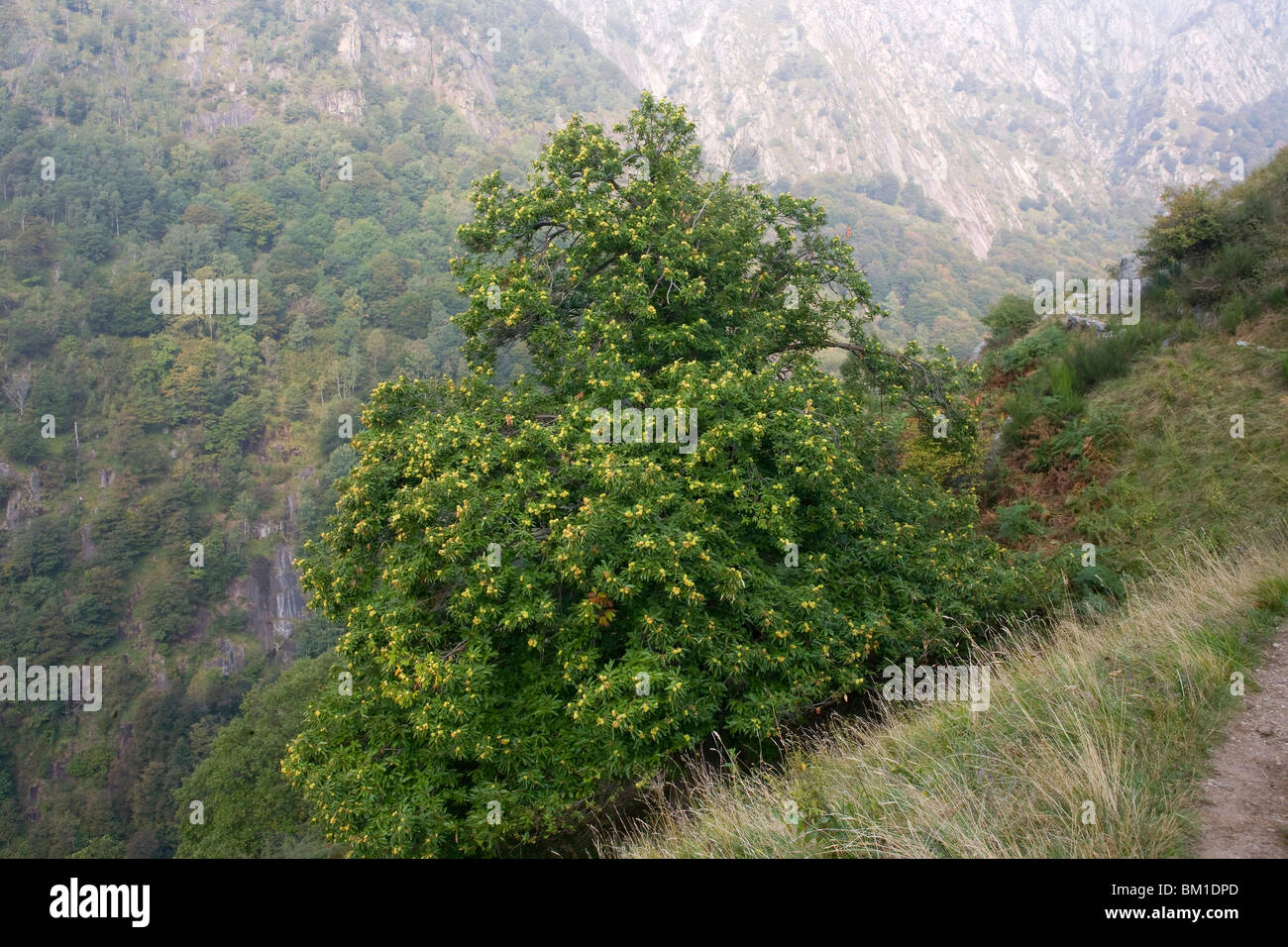 Castagna hi-res stock photography and images - Alamy