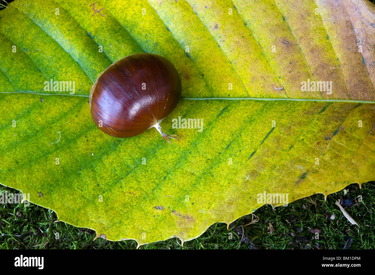 Castagna hi-res stock photography and images - Alamy