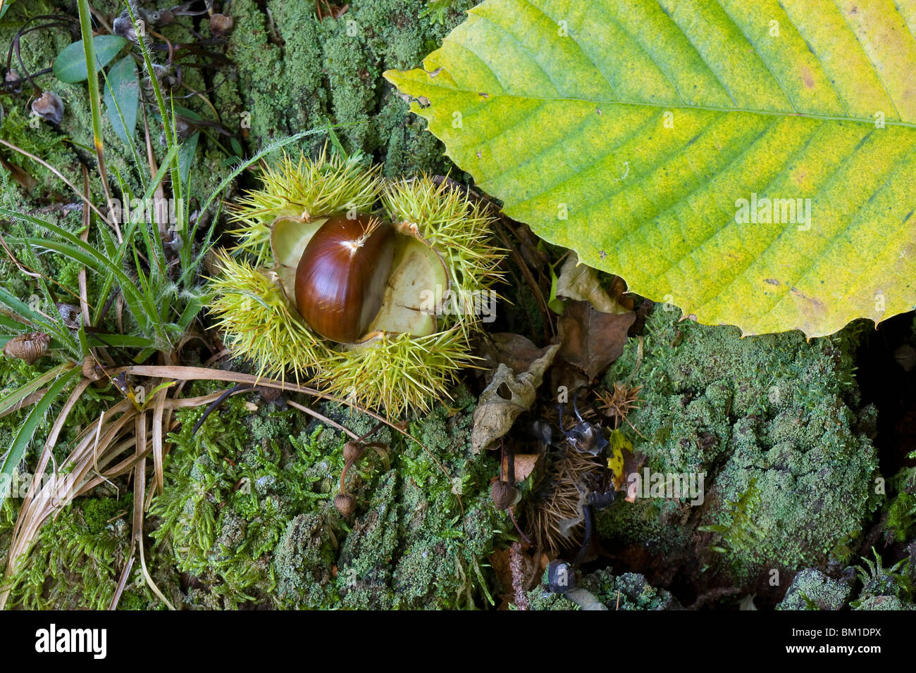 Castagna hi-res stock photography and images - Alamy