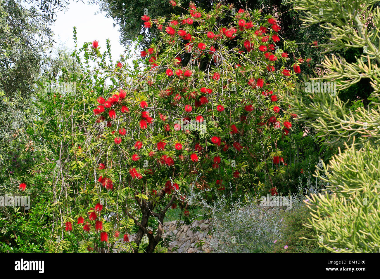 Callistemon viminalis, weeping bottlebrush Stock Photo - Alamy